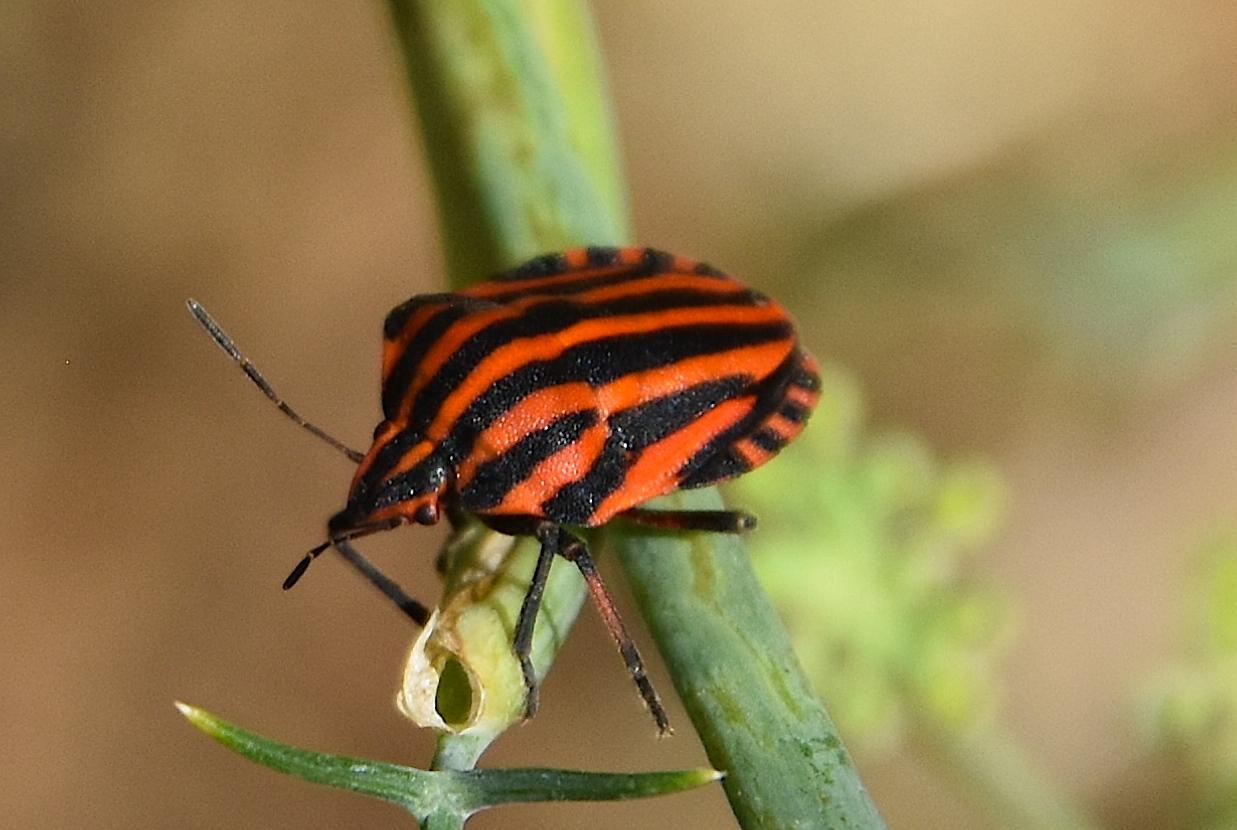 European striped shield bug (italicum) – TAFU