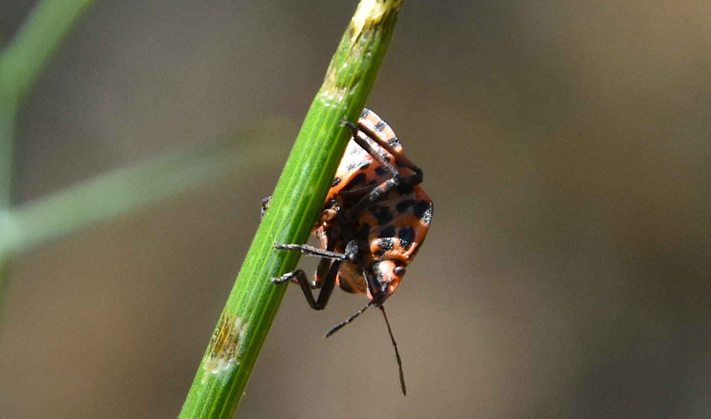 European striped shield bug (italicum)
