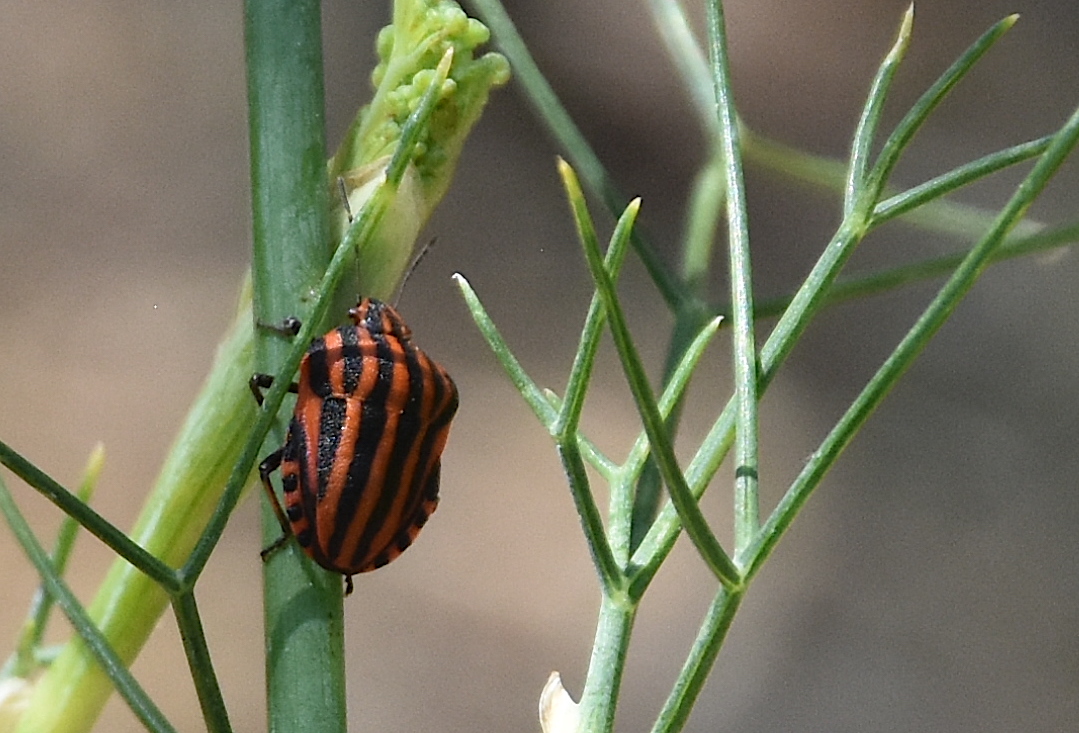 European striped shield bug (italicum)