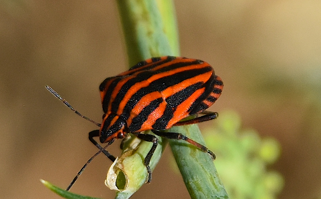 European striped shield bug (italicum)