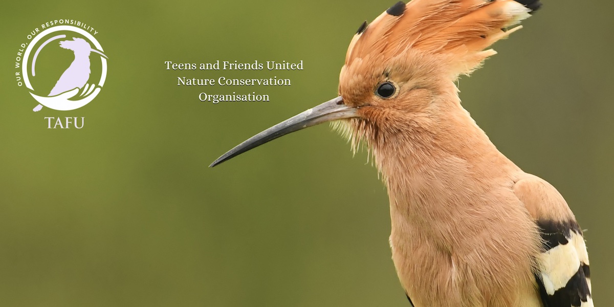 TAFU’s Global Chain of Green Schools and Institutions